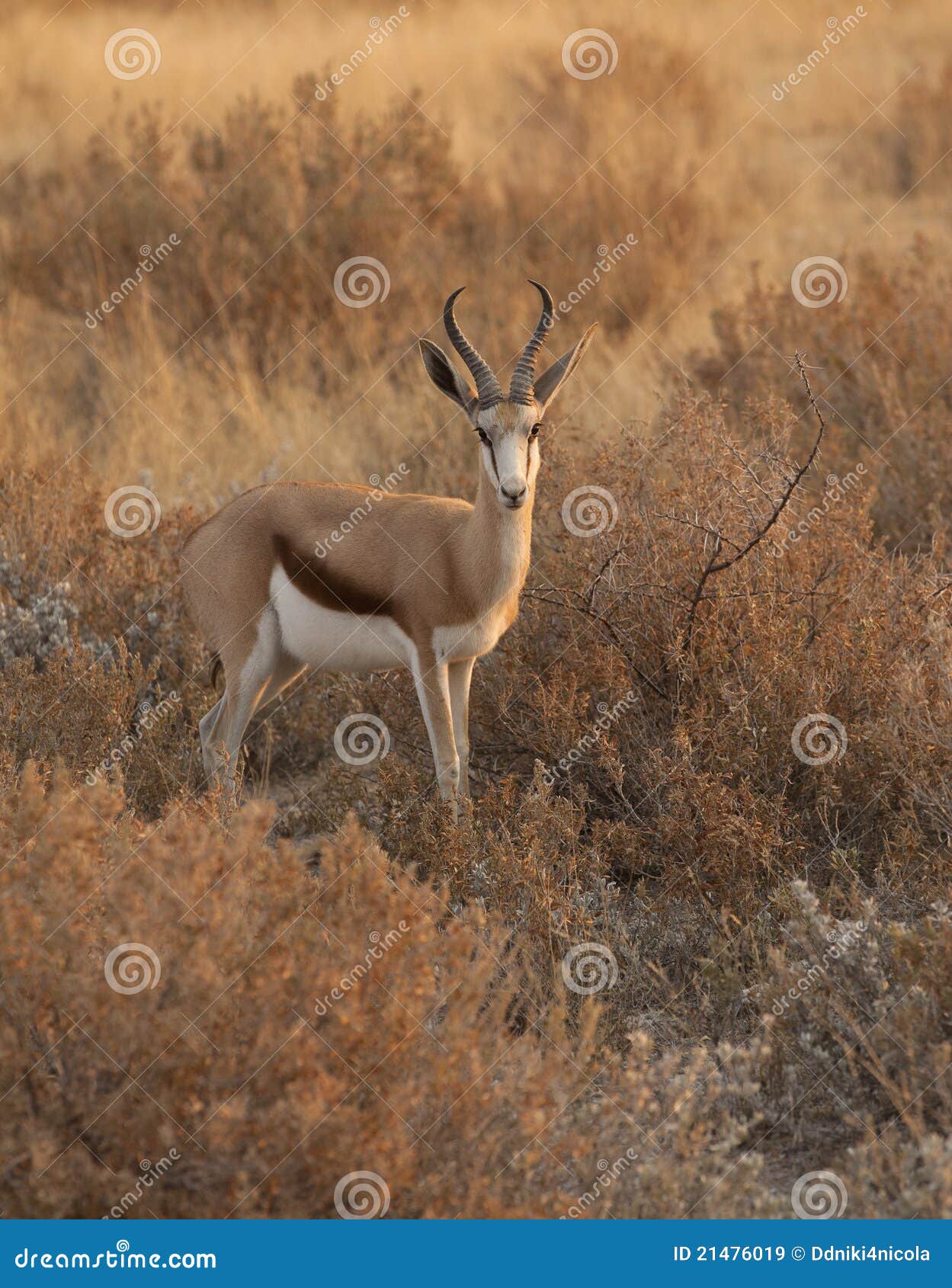 Antelope Springbok stock image. Image of antlers, springbok - 21476019