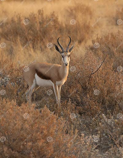 Antelope Springbok stock image. Image of antlers, springbok - 21476019