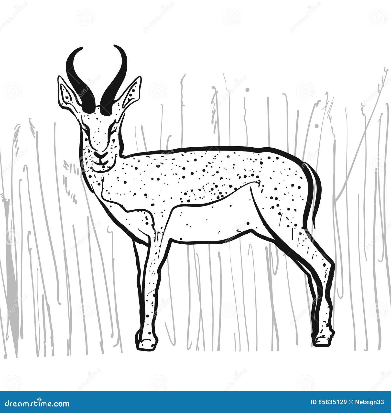 Antelope Springbok stock vector. Illustration of grassland - 85835129