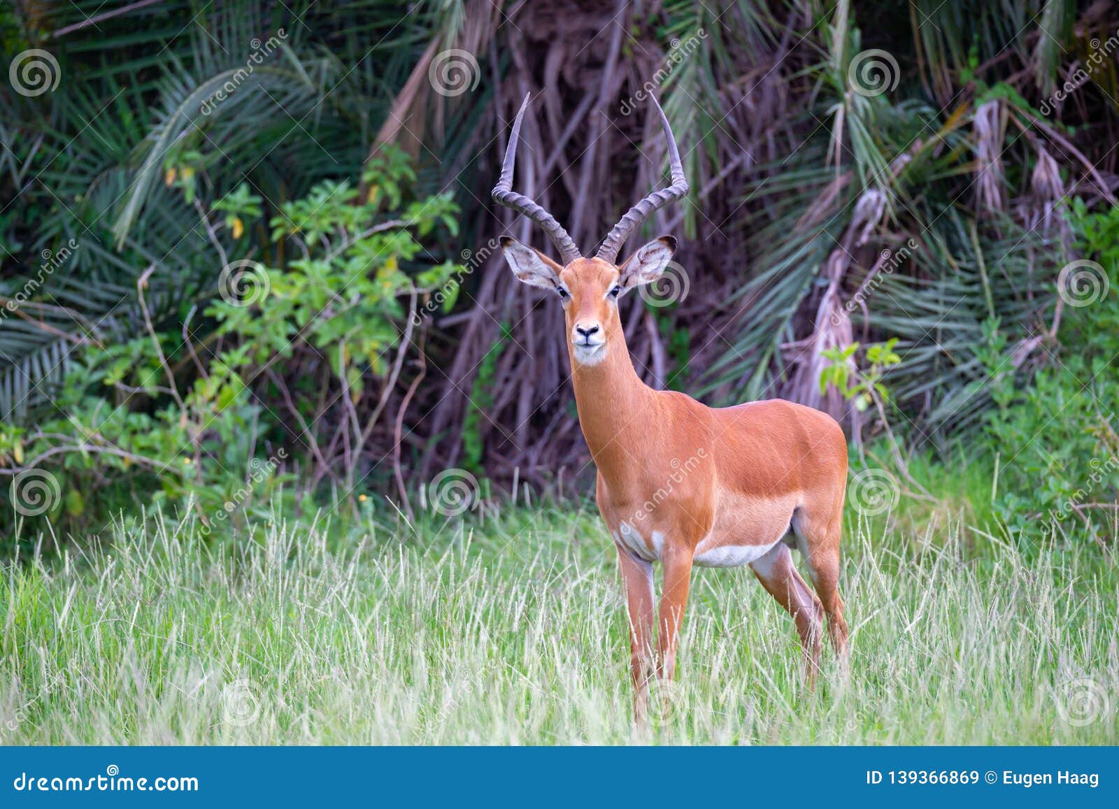 An Antelope is Standing in the Grass in Front of the Bush Stock Image ...