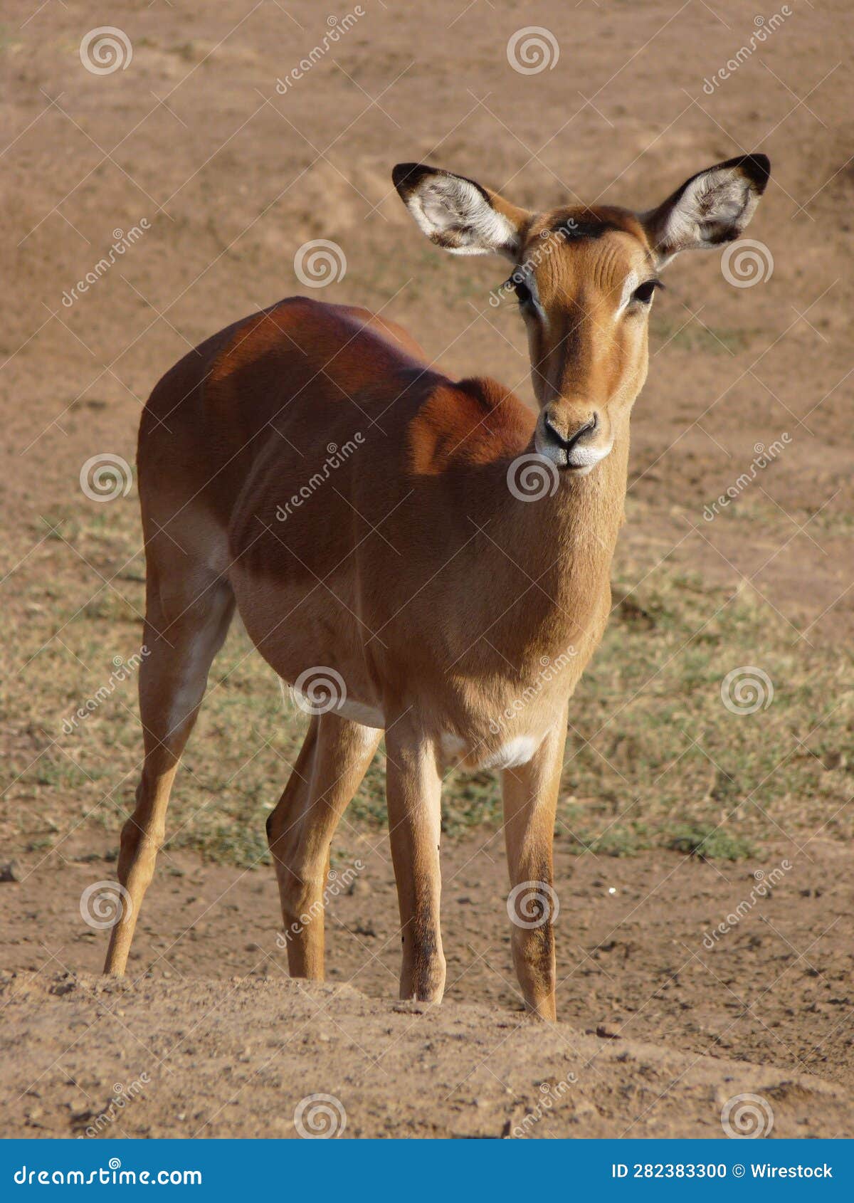 Antelope Standing on a Grassy Plain on a Sunny Day Stock Photo - Image ...