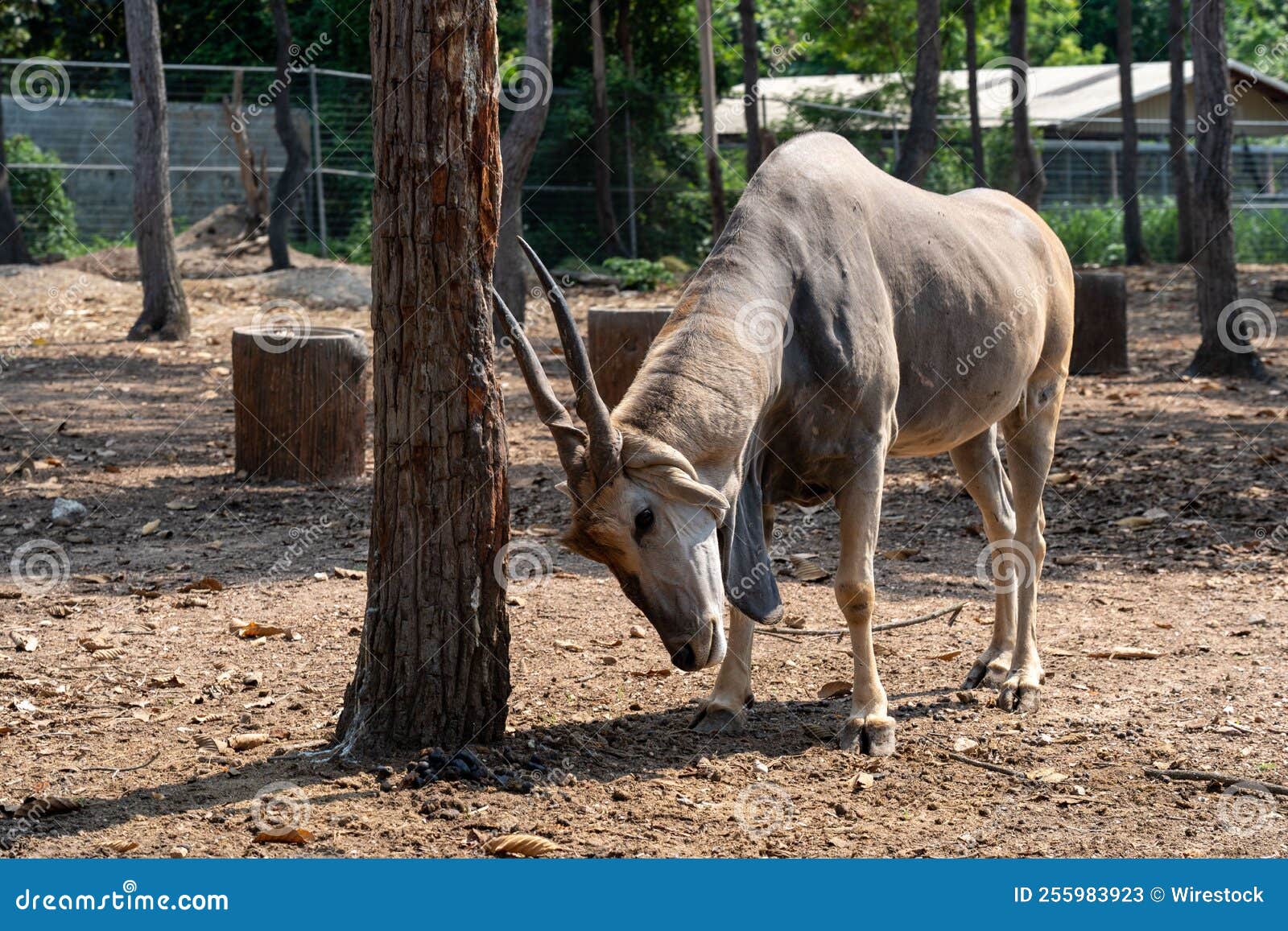 Antelope Standing Under a Tree Trunk Stock Image - Image of sunlight ...