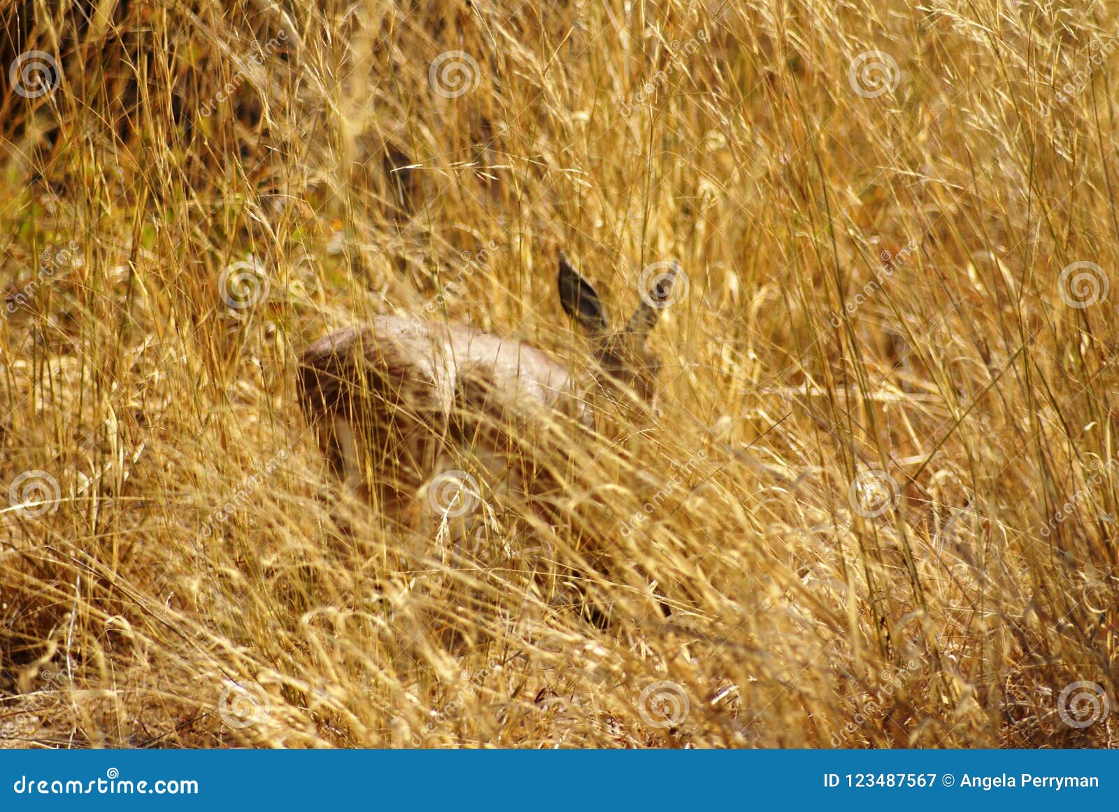 Antelope in tall grass stock image. Image of arid, safari - 123487567