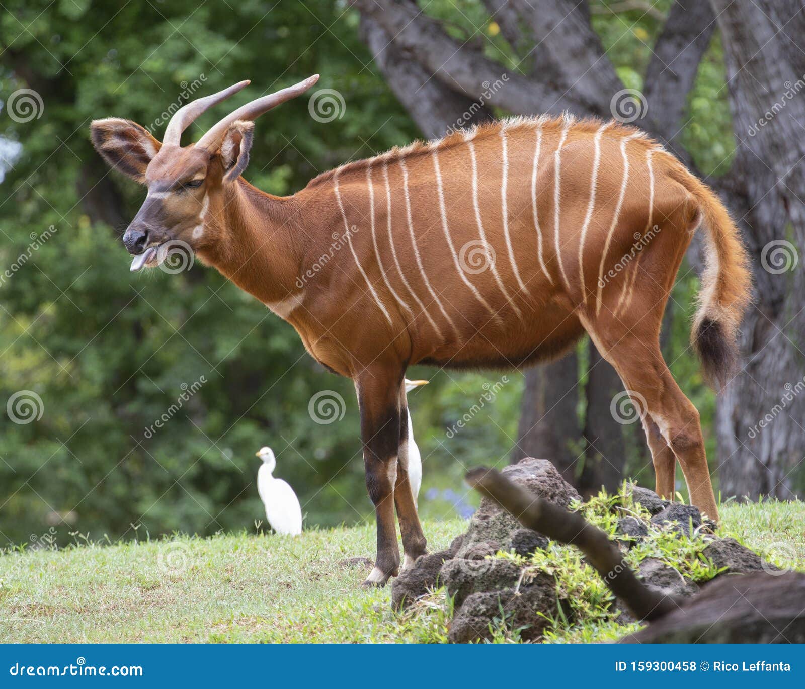 Antelope Tongue Extended stock photo. Image of horn - 159300458