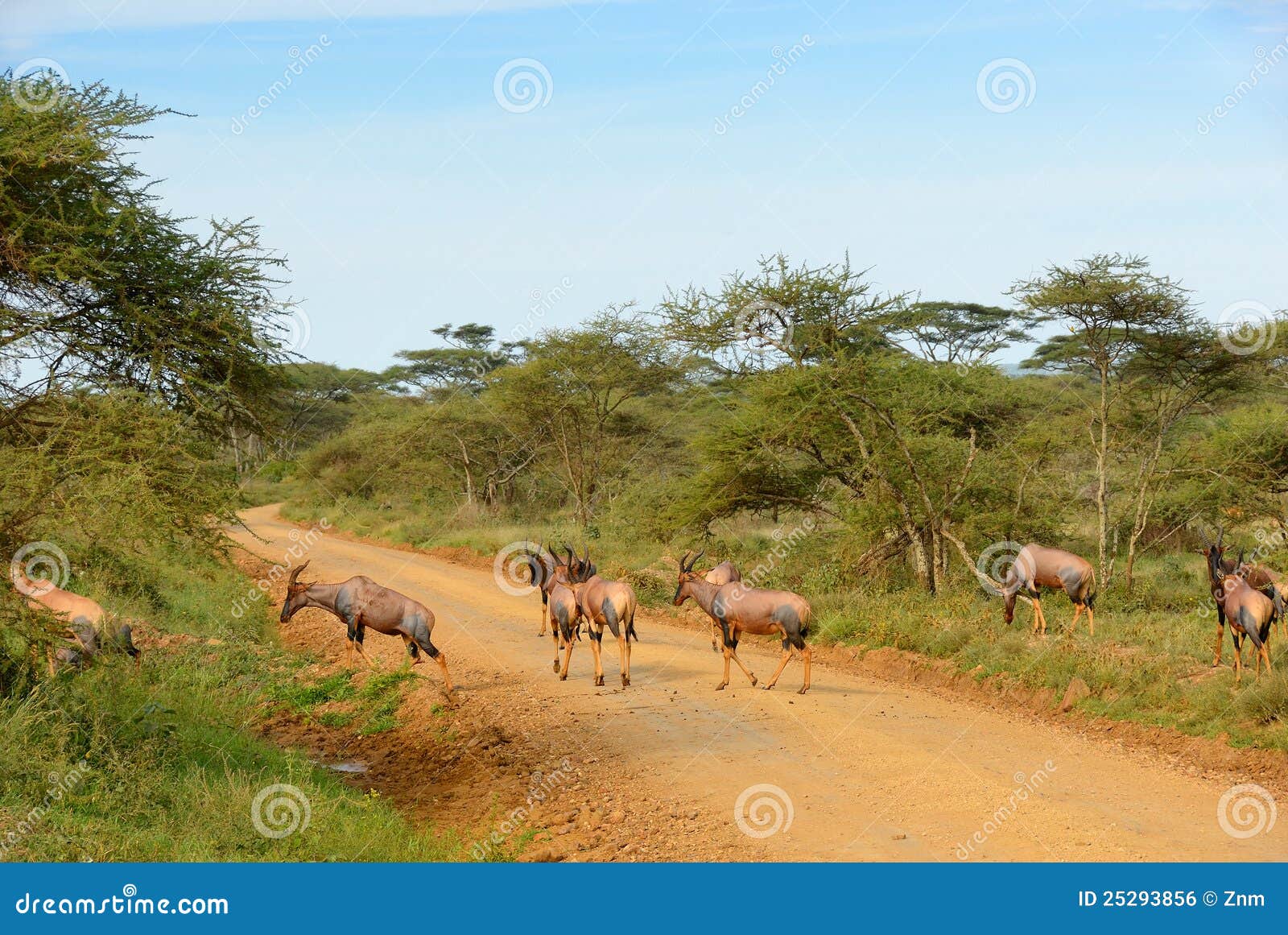Antelope Topis (Damaliscus Korrigum) Stock Photo - Image of park, brown ...