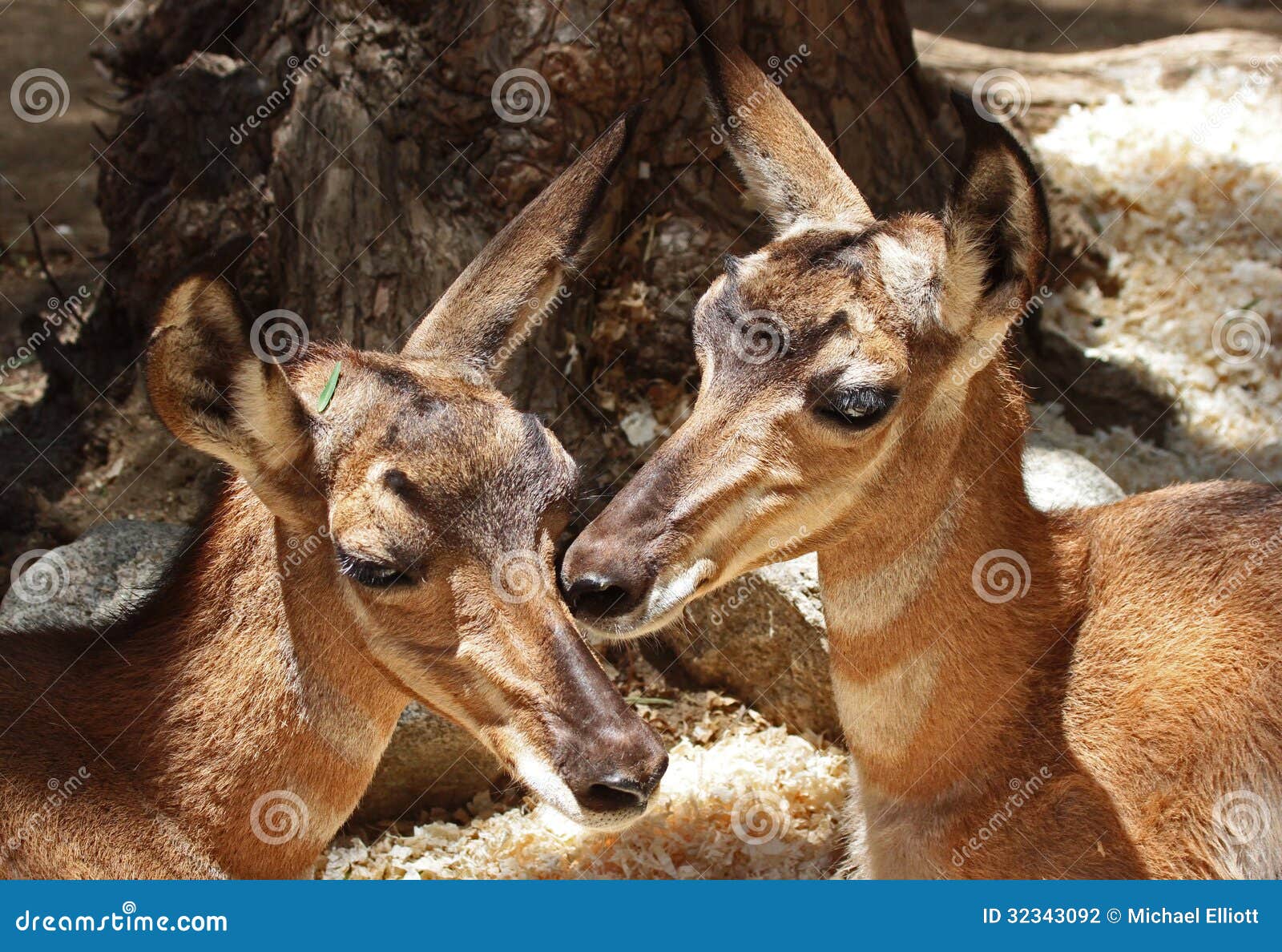 Antelope stock photo. Image of forage, detail, eyes, cute - 32343092