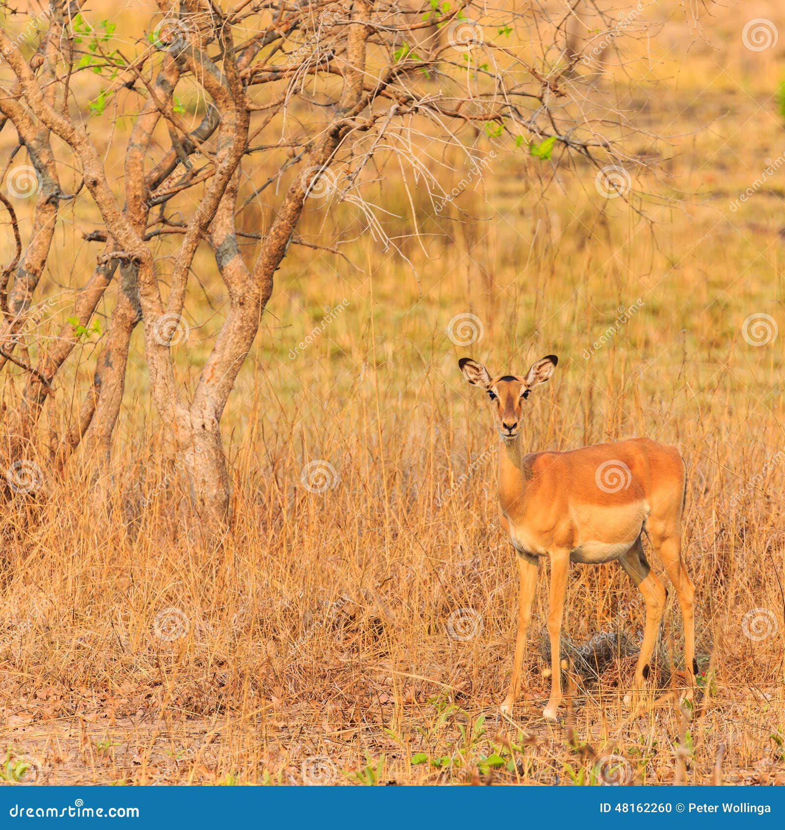 Antelope Walking through the Bushes in Morning Light Stock Photo ...