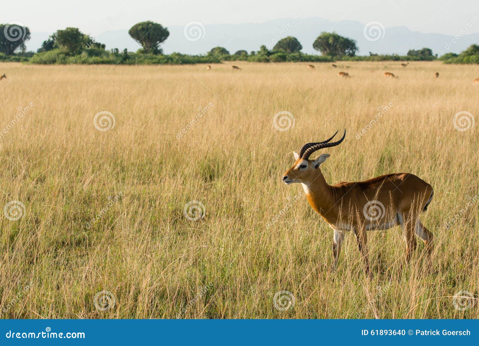 Antelope Watching Predators Steppe Stock Photos - Free & Royalty-Free ...