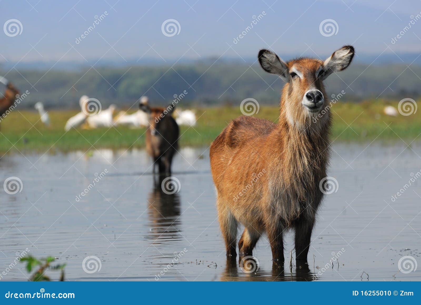 An Antelope Waterbuck in the Water Stock Photo - Image of dafassa ...