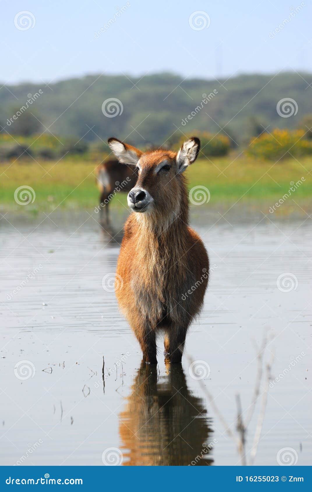 An Antelope Waterbuck in the Water Stock Image - Image of national ...