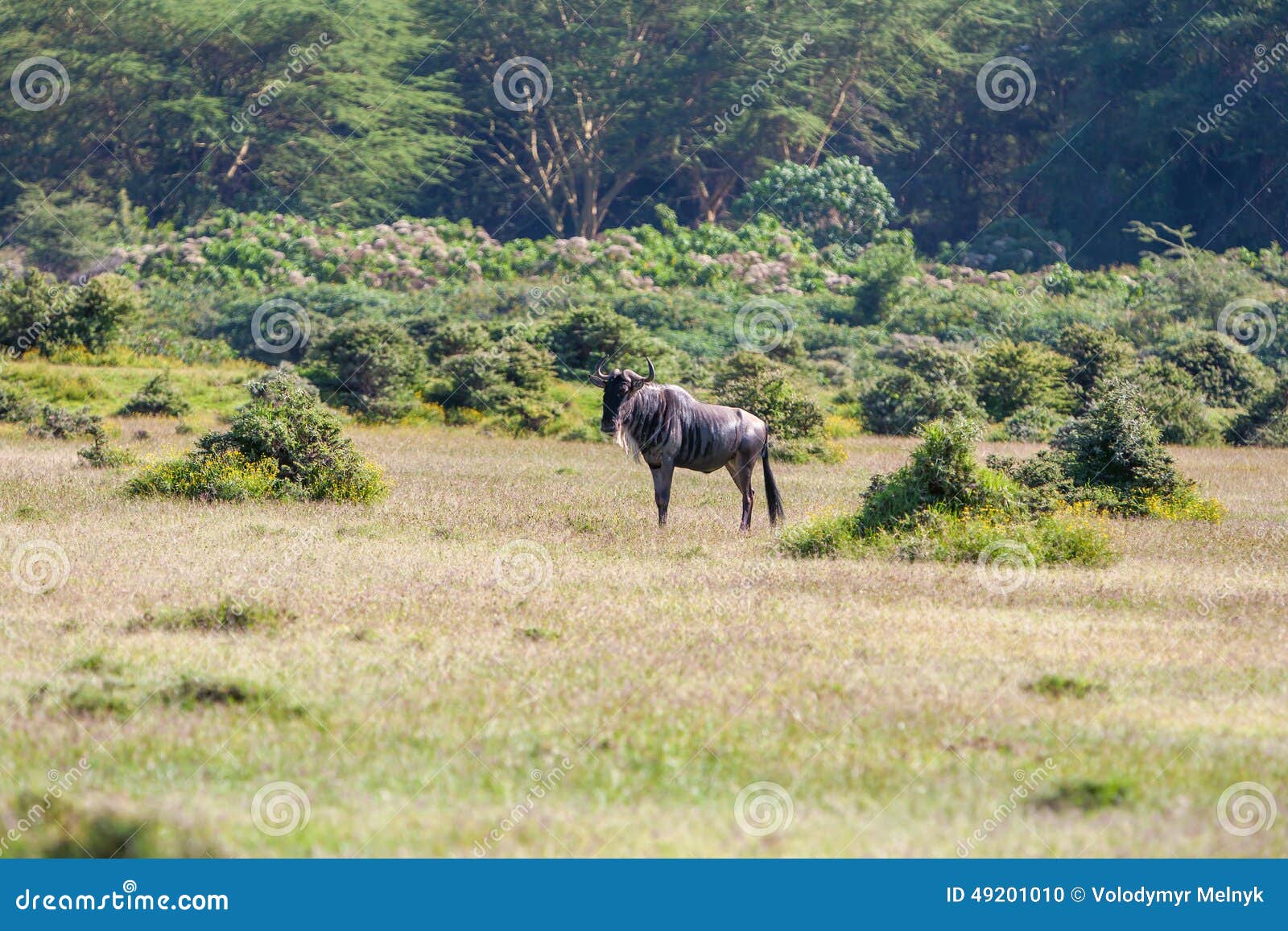 Antelope Wildebeest Migration in Kenya Stock Photo - Image of serengeti ...