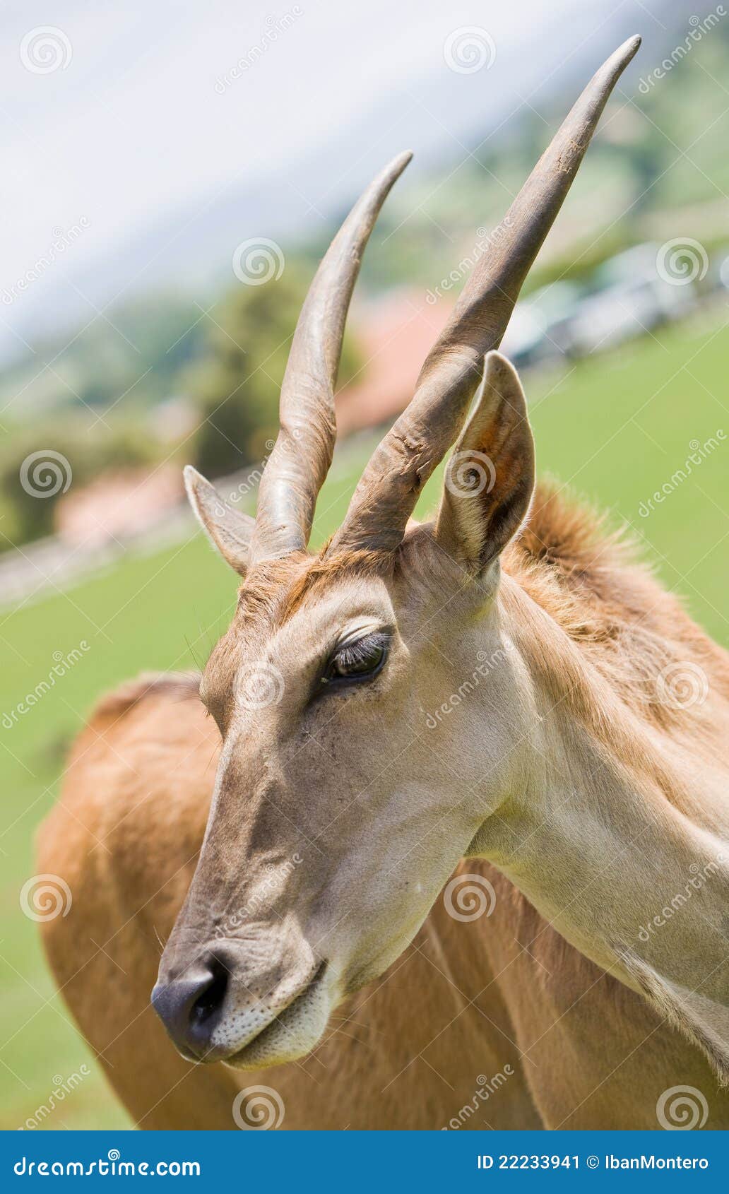Antelope in a zoo stock image. Image of african, head - 22233941