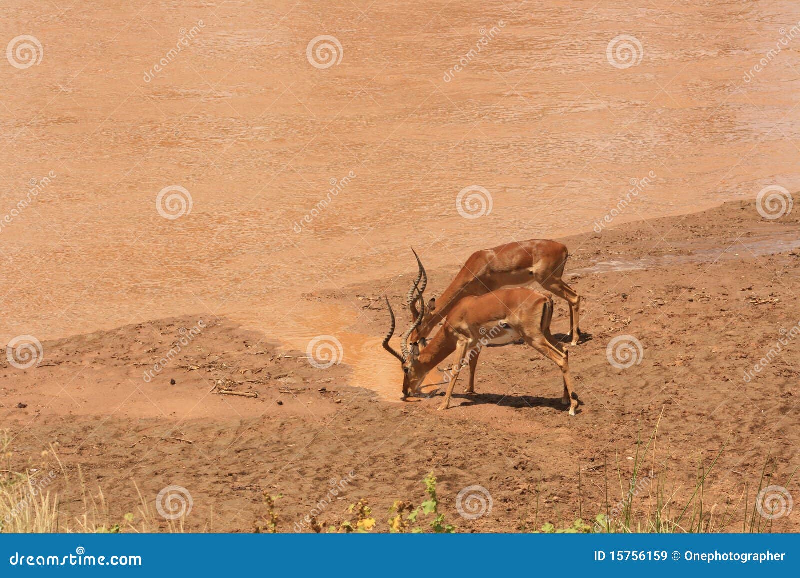 Antelopes drinking water stock image. Image of wildlife - 15756159