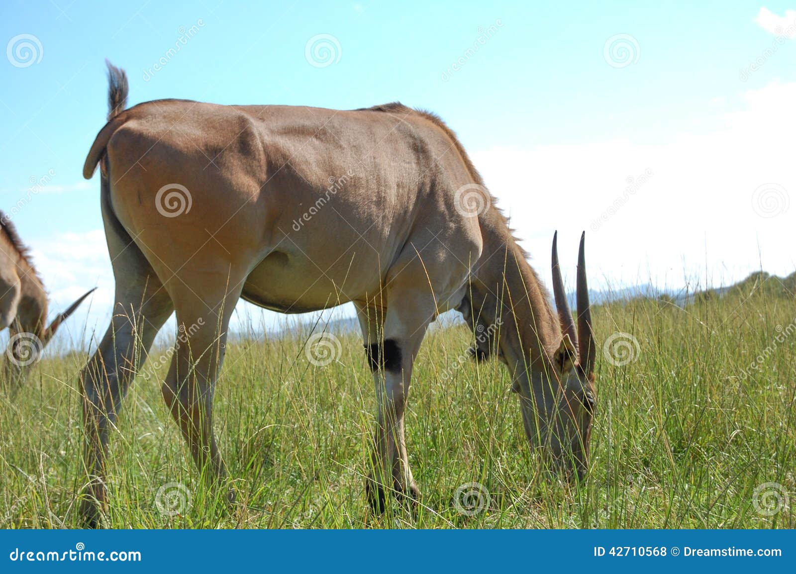 Antelopes eating stock photo. Image of kgalagadi, kudu - 42710568