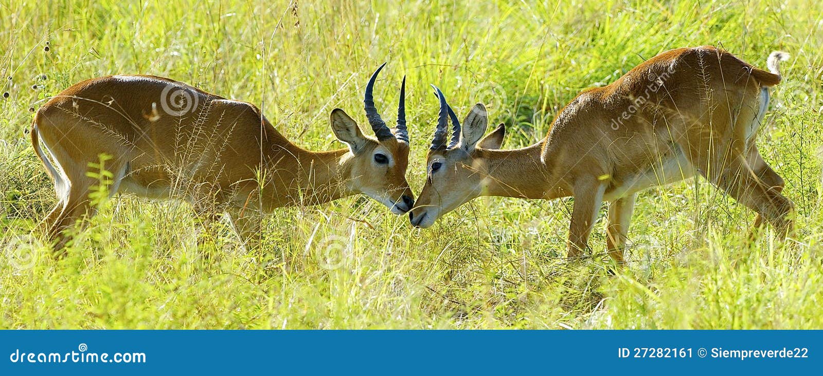 Antelopes Fight in the Field Stock Image - Image of hunt, flock: 27282161
