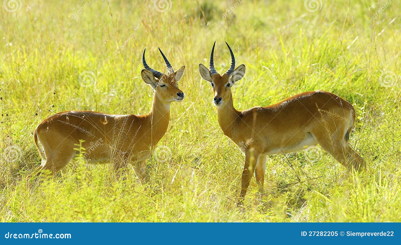 Antelopes Fight In The Field Royalty-Free Stock Photography ...