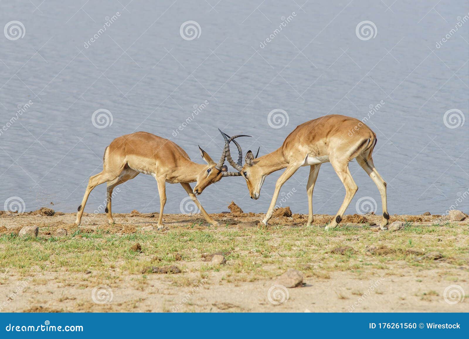 Antelopes Fighting on the Lakeshore during Daytime Stock Photo - Image ...