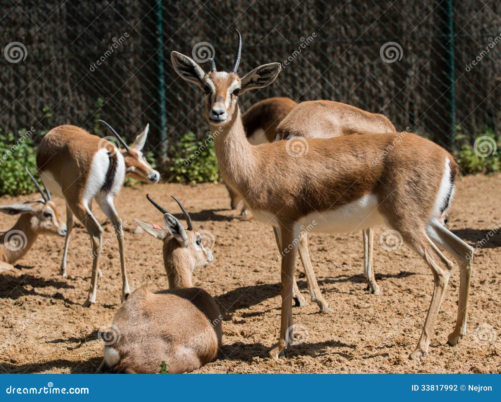 Antelopes stock photo. Image of face, national, herbivore - 33817992