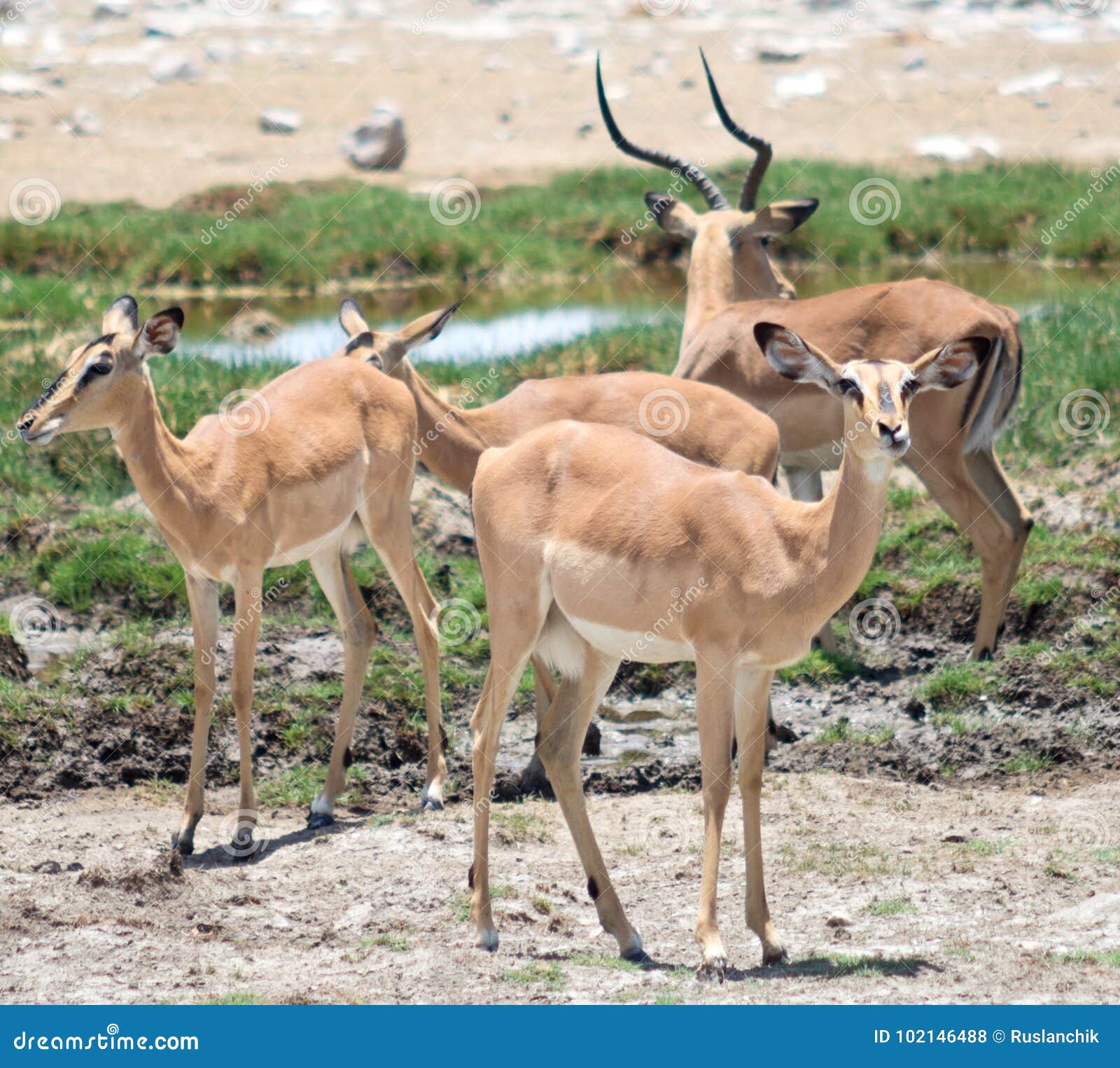 Antelopes impala stock photo. Image of male, africa - 102146488