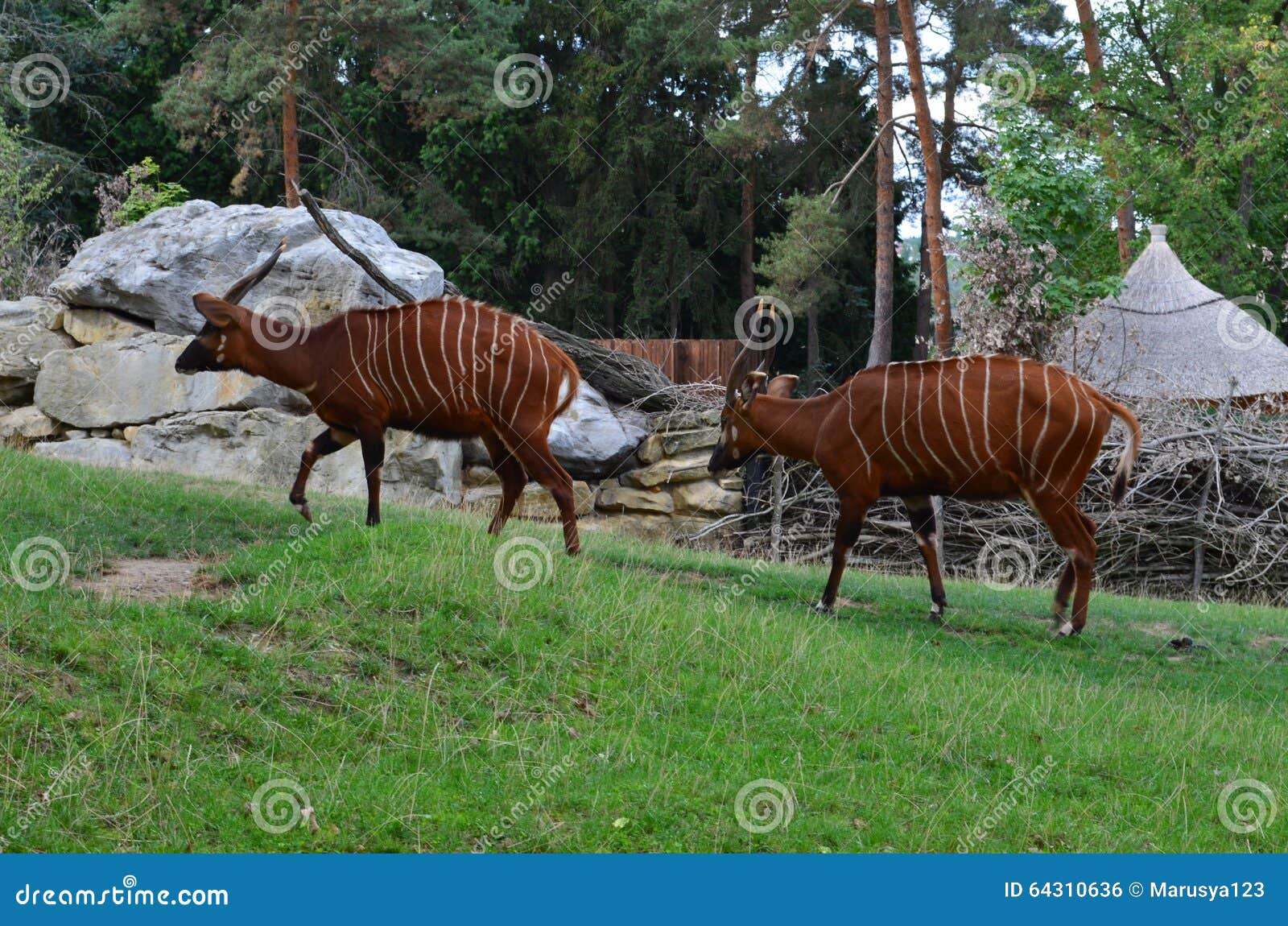 Antelopes in the Prague Zoo Stock Photo - Image of grass, background ...
