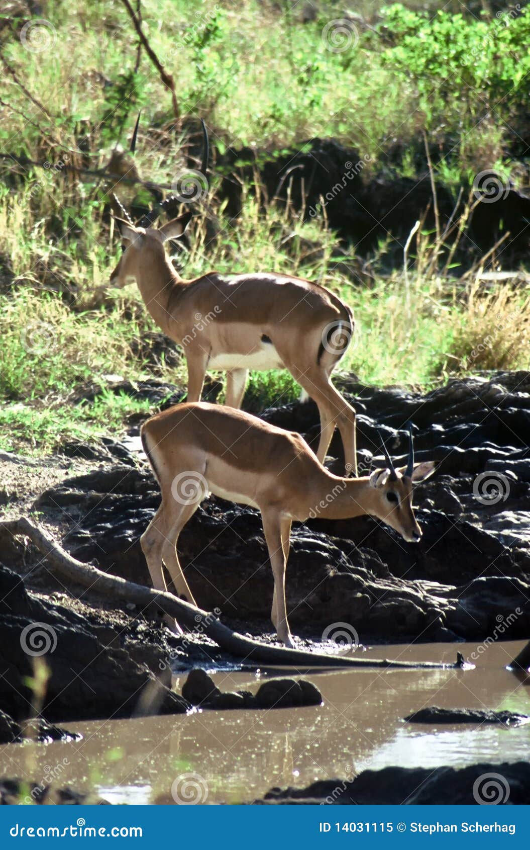 Antelopes, Tanzania stock image. Image of nature, resting - 14031115