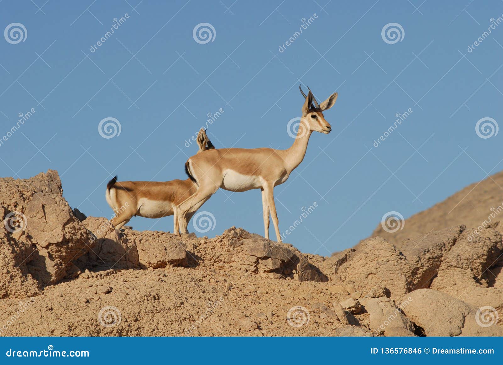 Antelopes in the Mountains of Egypt Stock Photo - Image of tourism ...