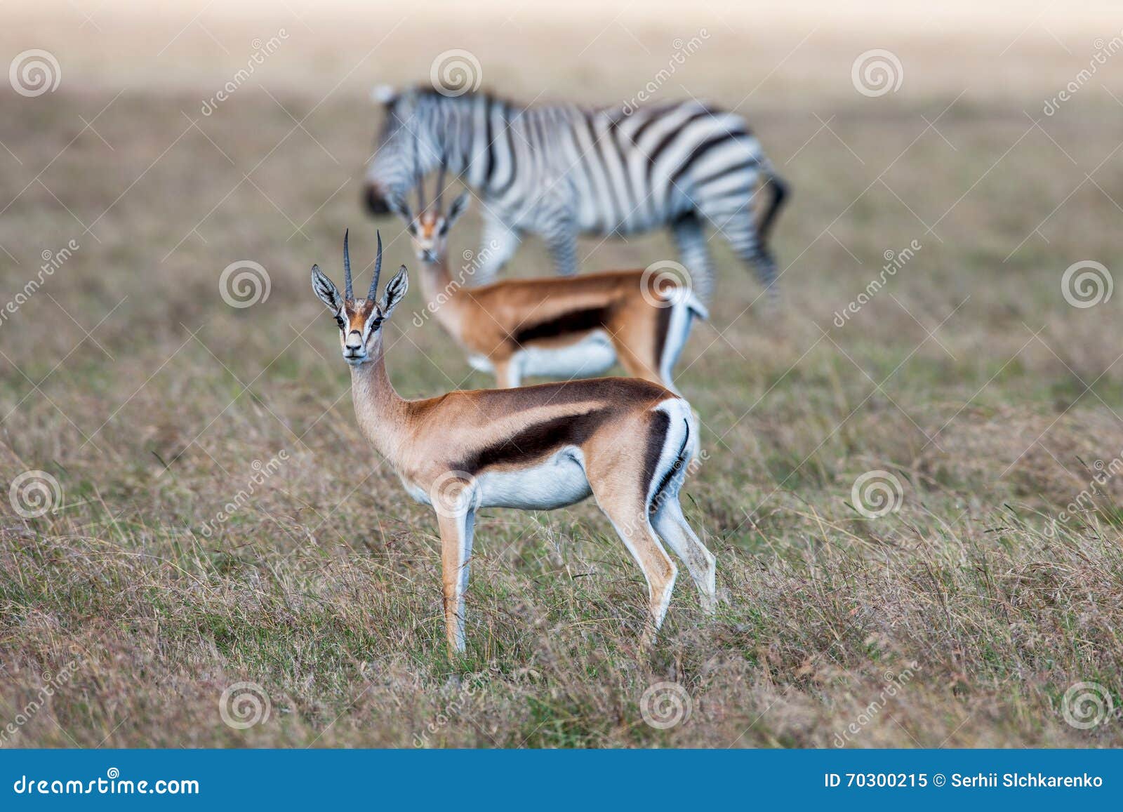 Antelopes Zebra Background Grass Safari Africa Stock Photos - Free ...
