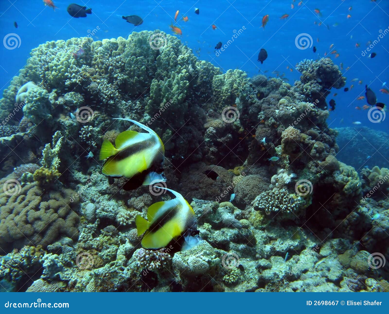 Antenna Butterflyfish stock image. Image of school, antenna - 2698667