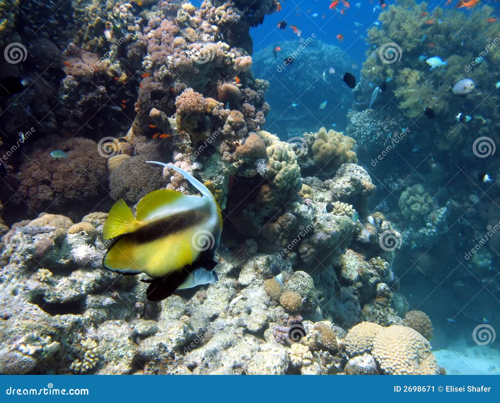 Antenna Butterflyfish stock image. Image of fish, butterflyfish - 2698671