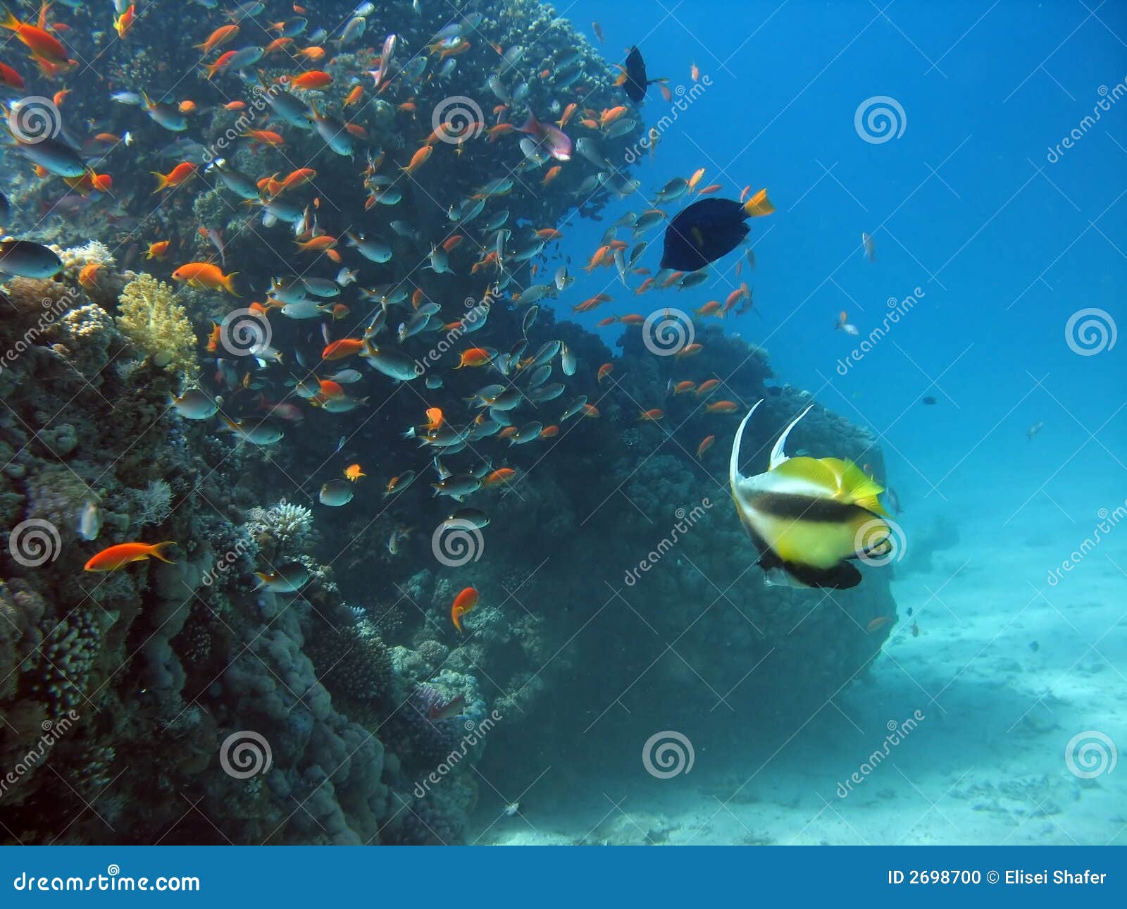 Antenna Butterflyfish stock photo. Image of exploration - 2698700