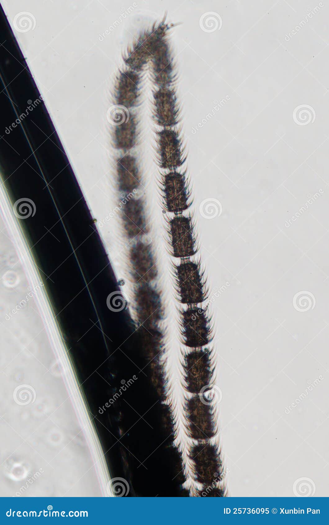 Antenna dell'insetto immagine stock. Immagine di vita - 25736095