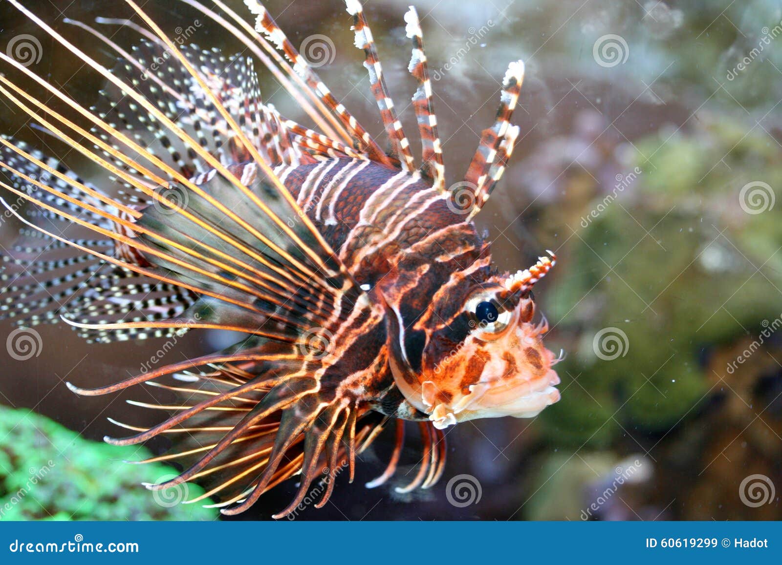 Antenna Fire Fish (Pterois Antennata) Stock Image - Image of salt ...