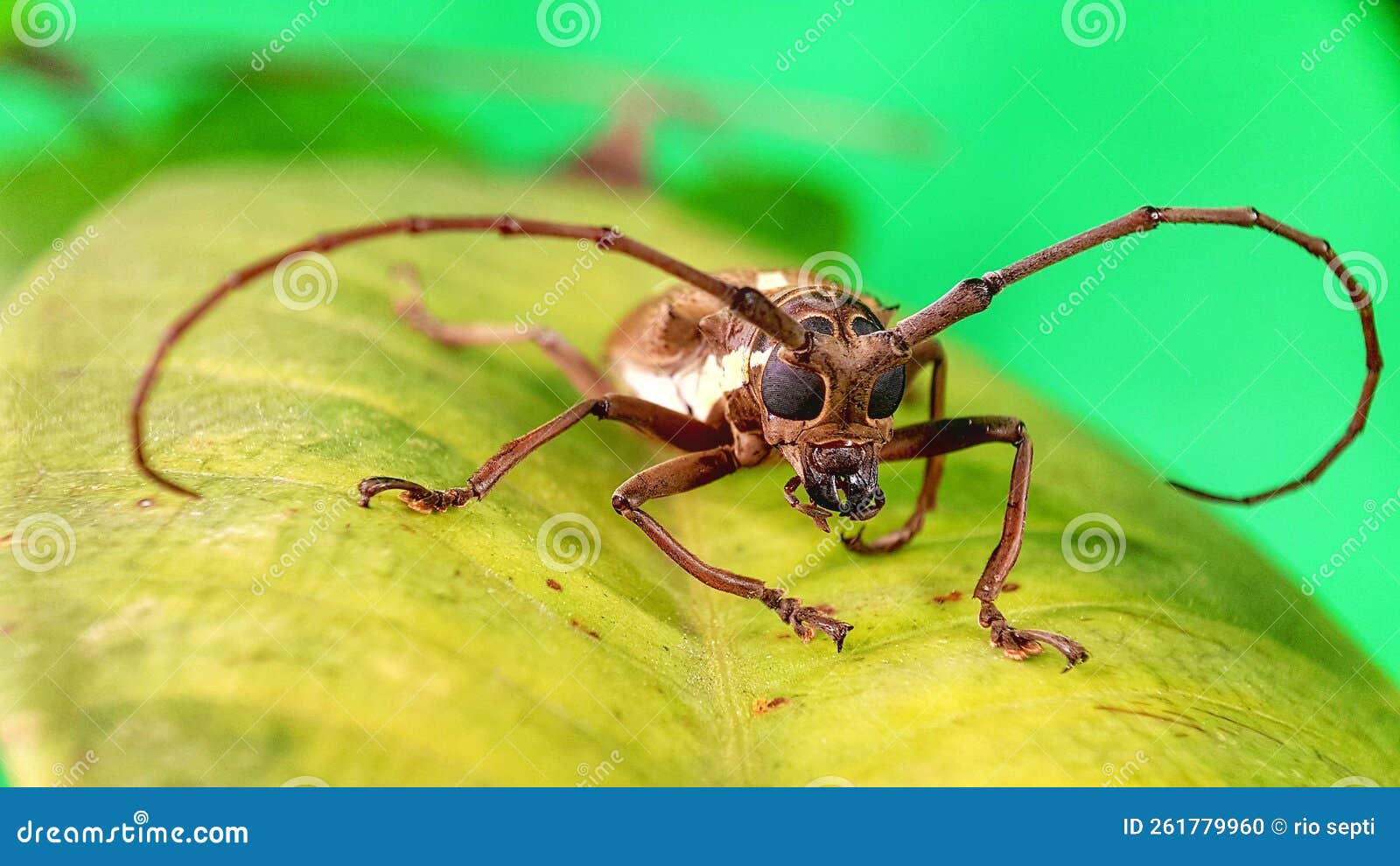 Antenna string stock photo. Image of insect, antennae - 261779960