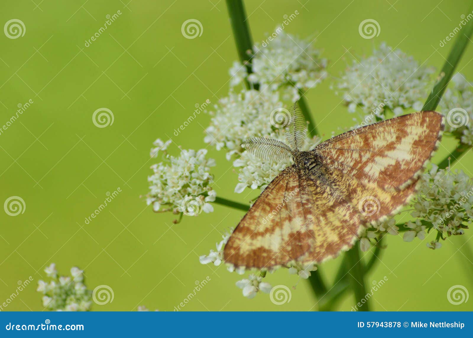 Antenne op een bruine mot stock foto. Image of vind, paring - 57943878