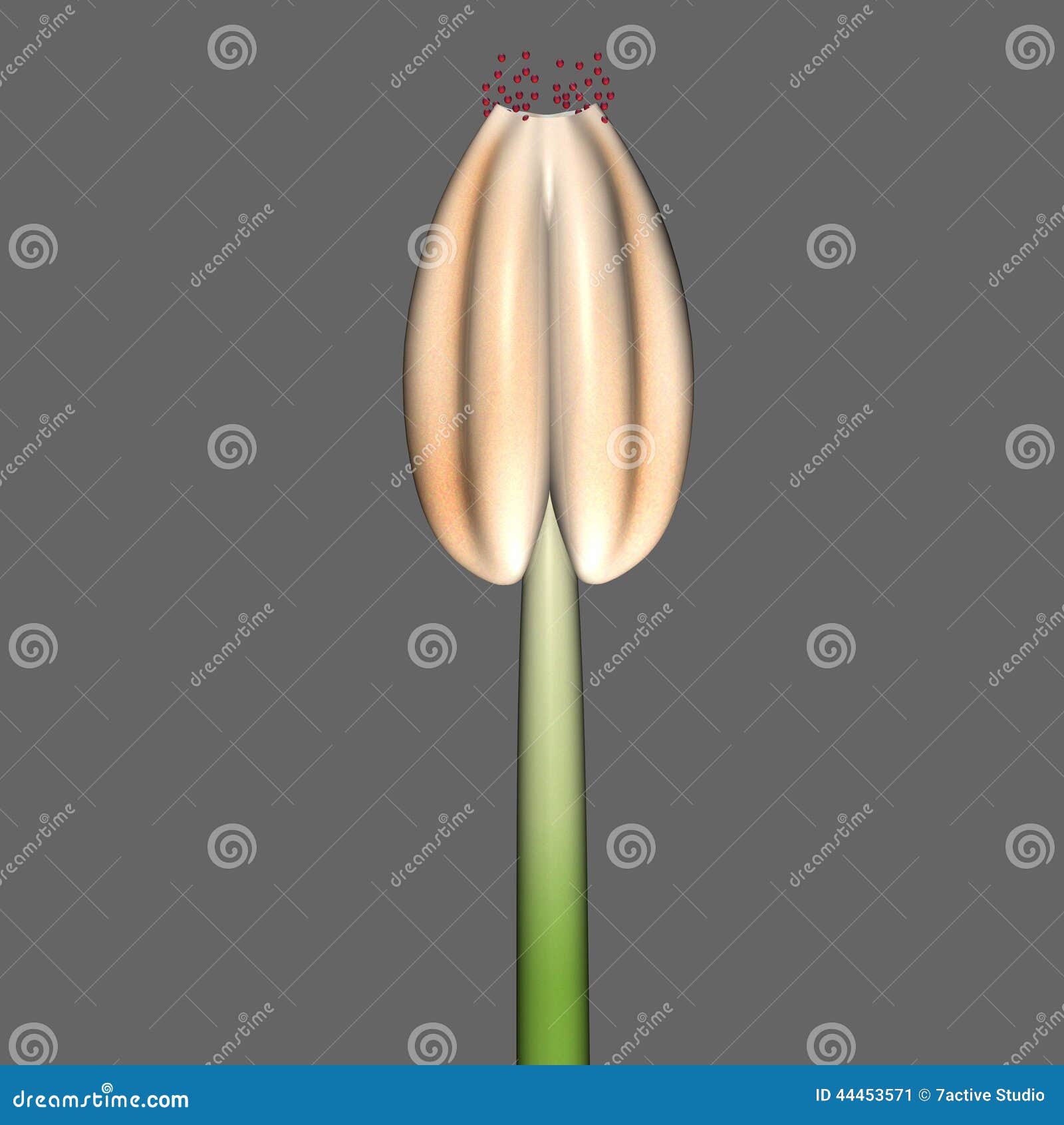 Antera stock de ilustración. Ilustración de estilo, ciencia - 44453571