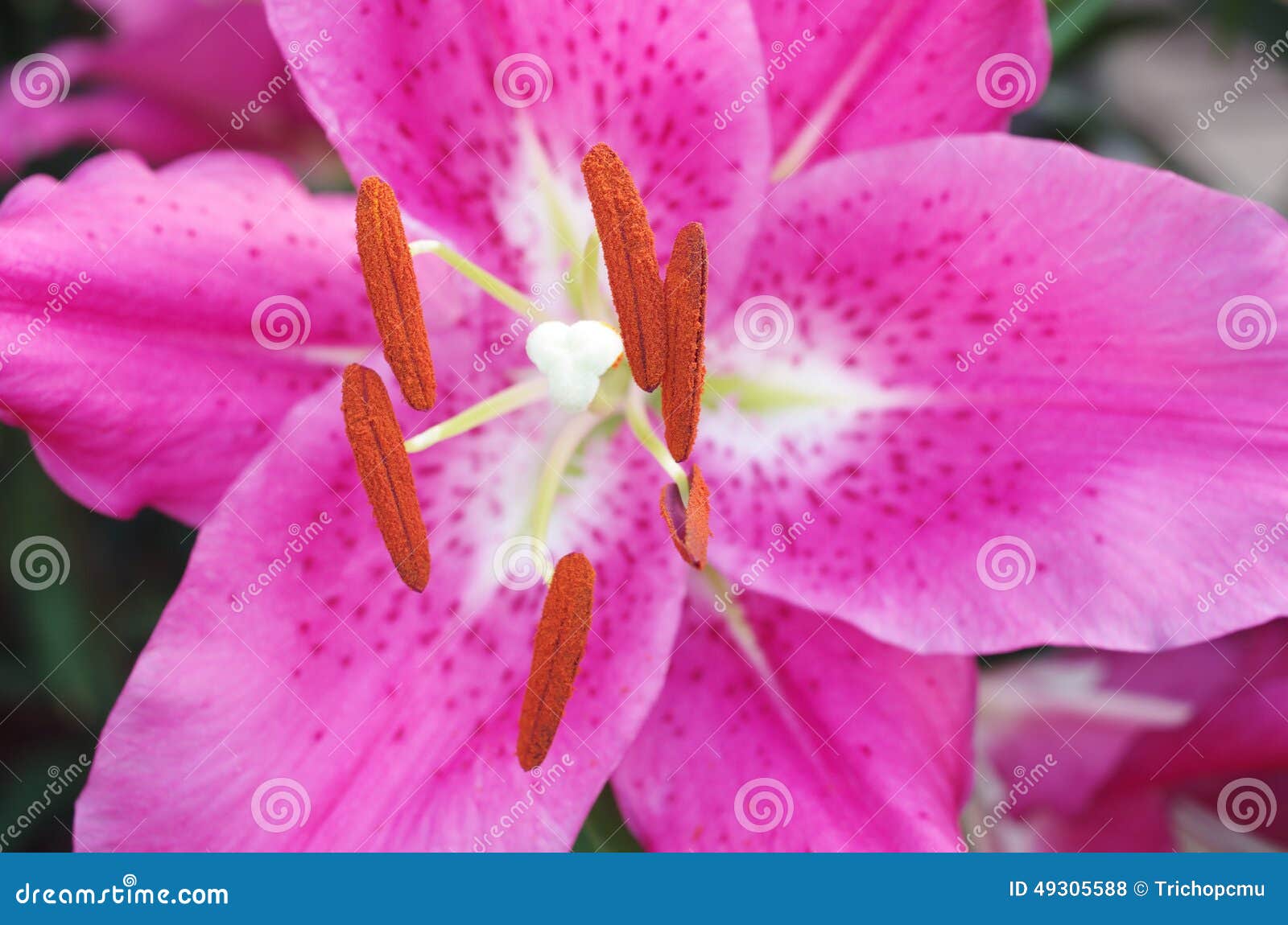 Antera De La Flor Del Lirio Foto de archivo - Imagen de cuadro, planta ...