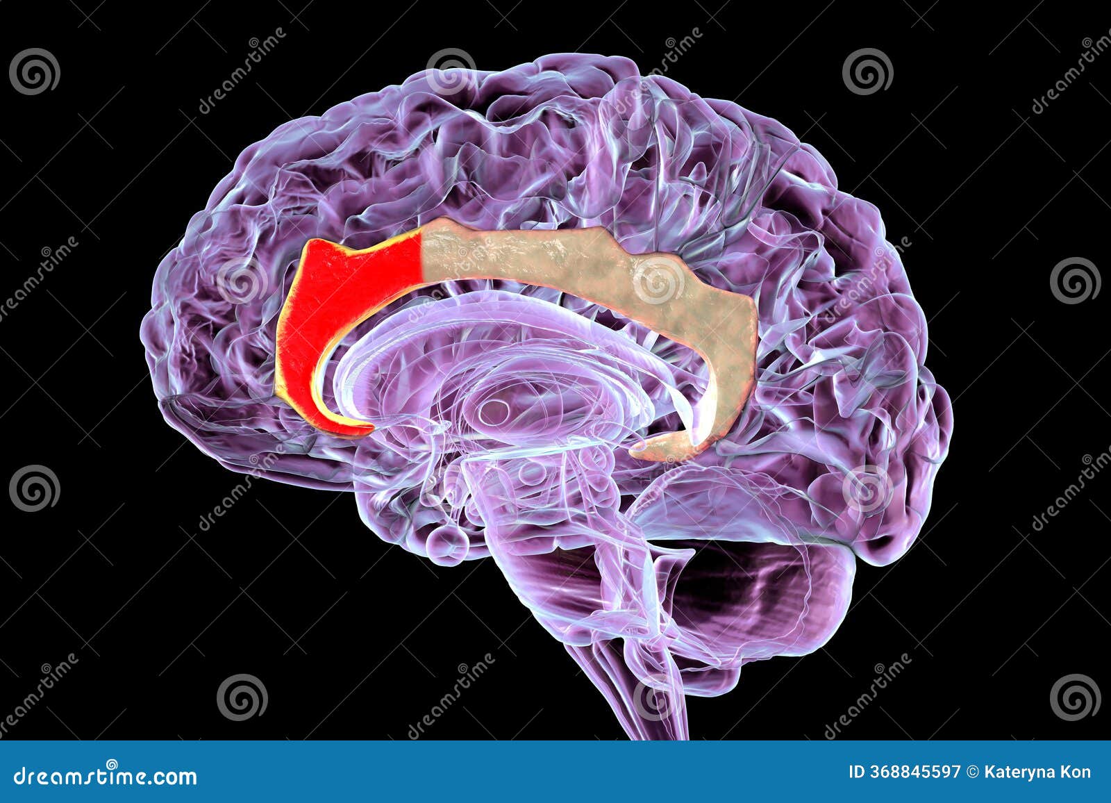 Pain From An Anterior Cruciate Ligament Issue Is Shown Through An ...