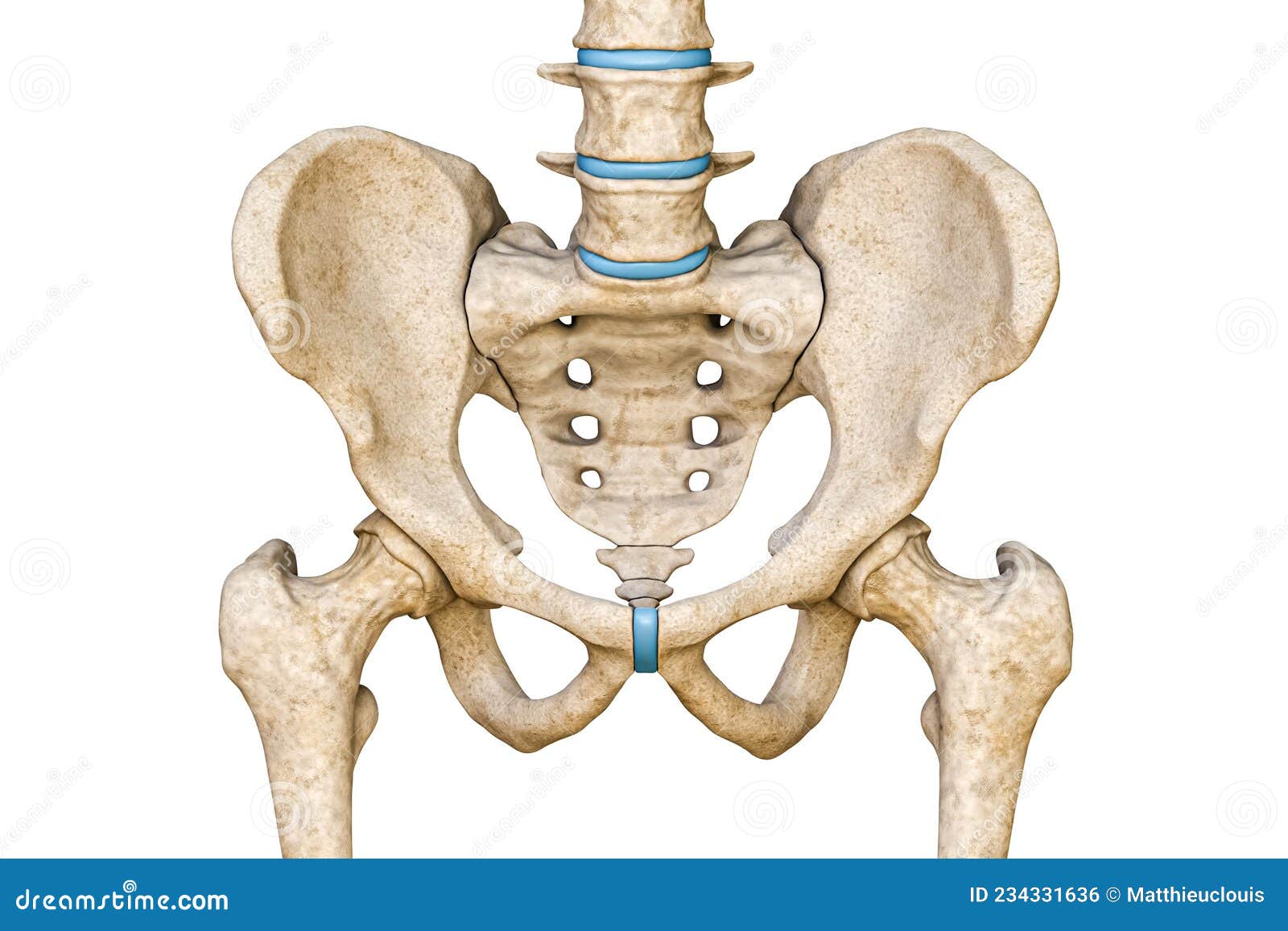 Anterior Or Front View Of Human Male Pelvis Sacrum Lumbar Spine And