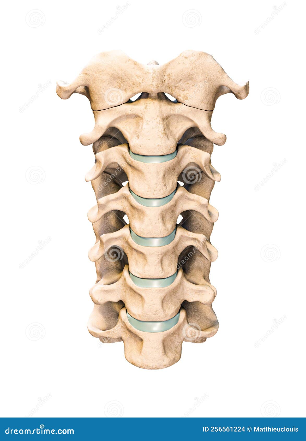 Anterior Or Front View Of The Seven Human Cervical Vertebrae Isolated