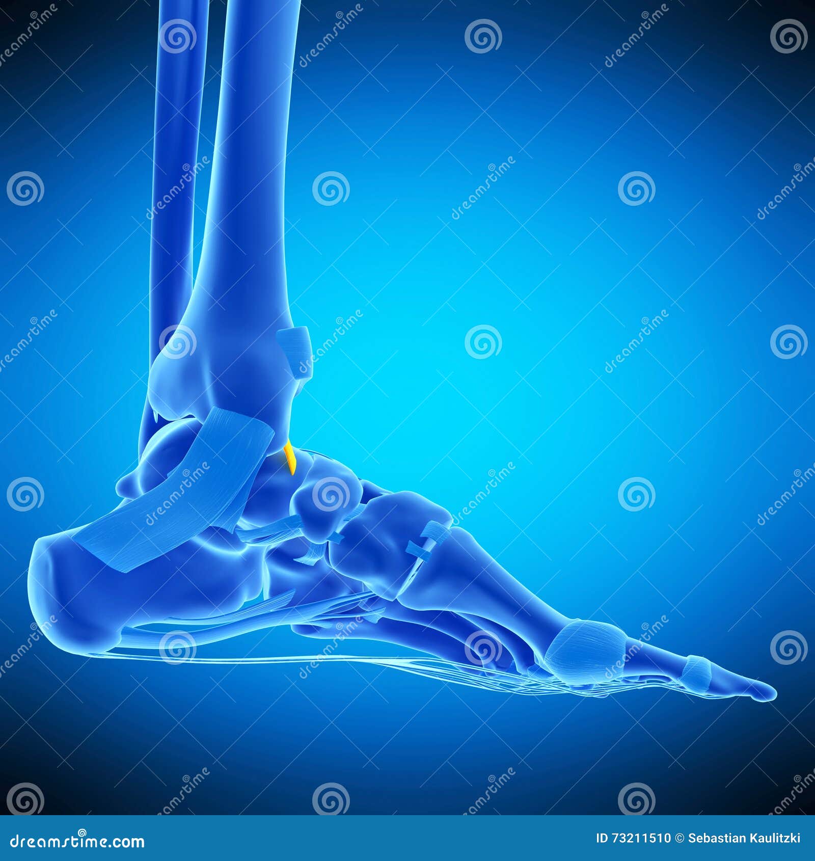 The Anterior Tibiotalar Ligament Stock Illustration - Illustration of ...