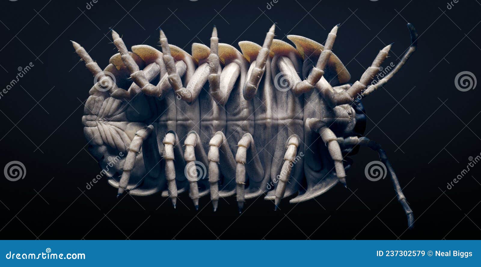 Anterior Underneath Side Of Roly Poly Pill Bug Isopod Royalty-Free ...