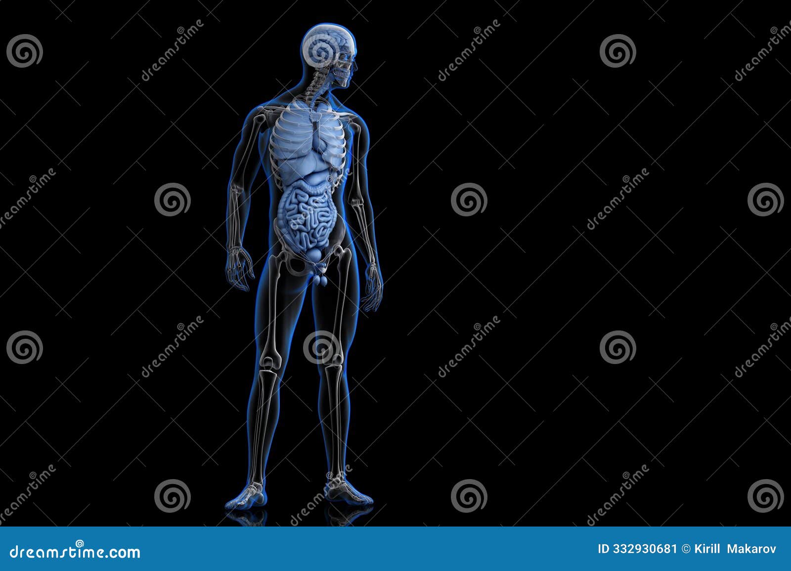 Anterior View of Human Body. 3D Illustration Stock Illustration ... Anterior View of Human Body. 3D Illustration Stock Illustration ...
