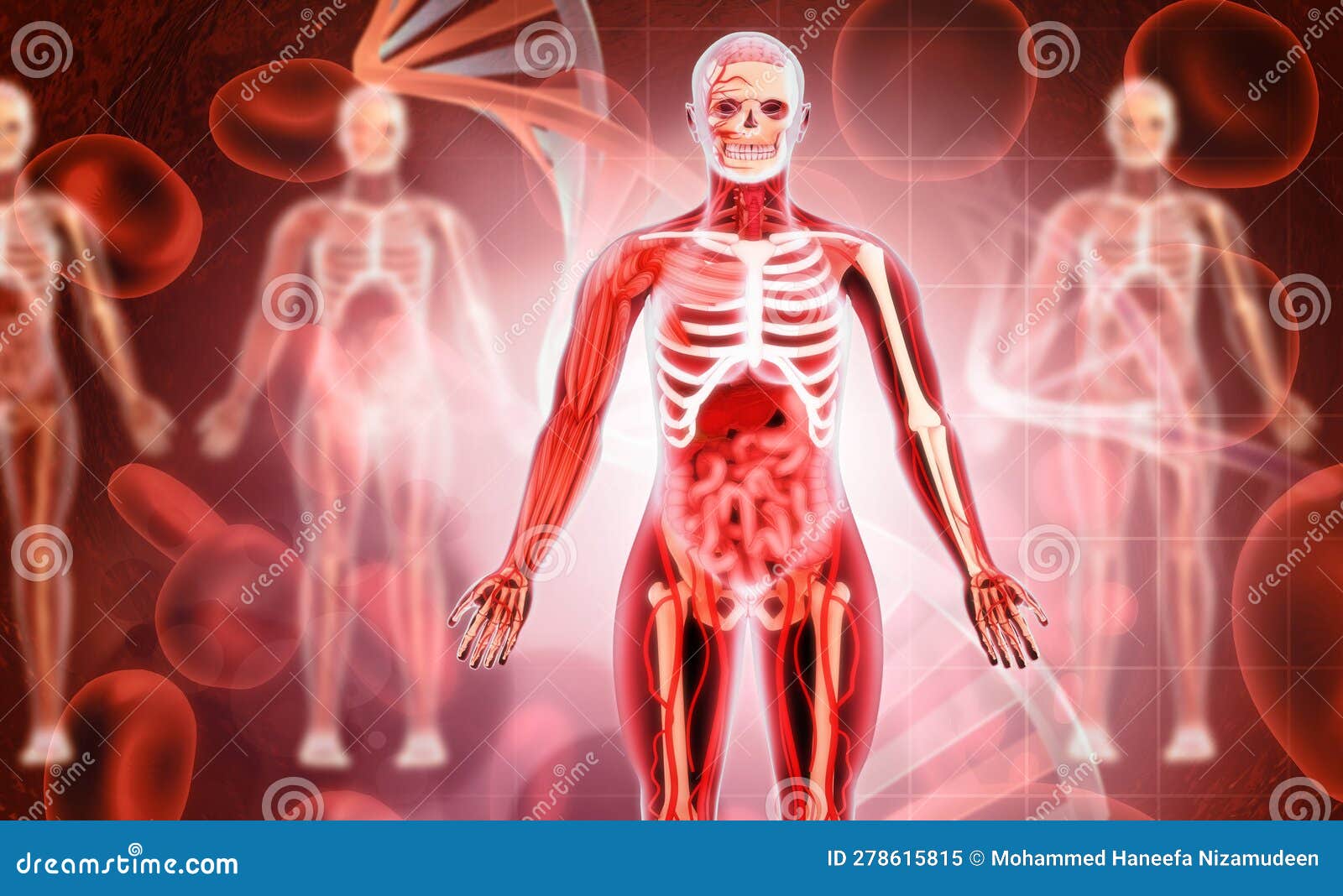 Anterior View of Human Body on Scientific Background Stock Illustration ... Anterior View of Human Body on Scientific Background Stock Illustration ...