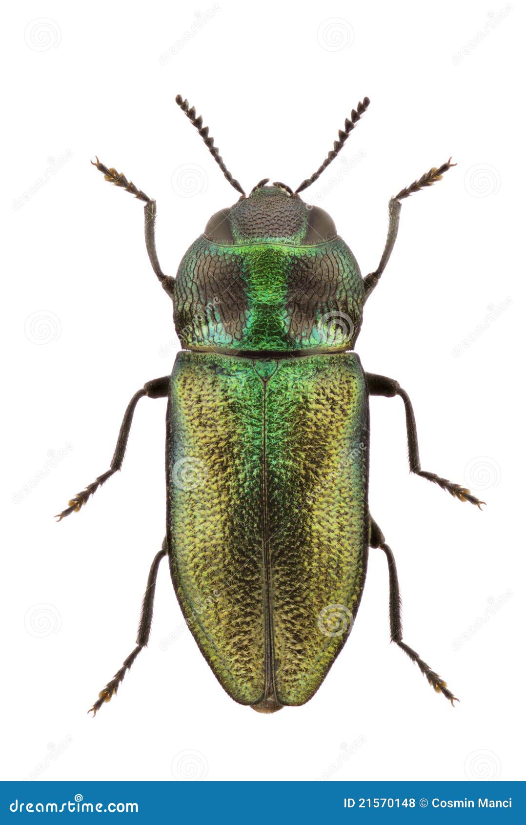 Podolica Stock Photos - Free & Royalty-Free Stock Photos from Dreamstime