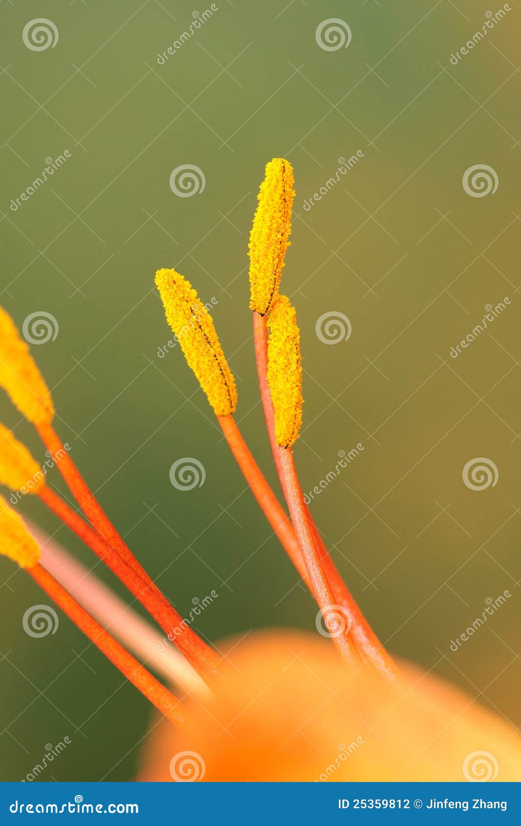 Anther stock photo. Image of closeup, garden, blooming - 25359812