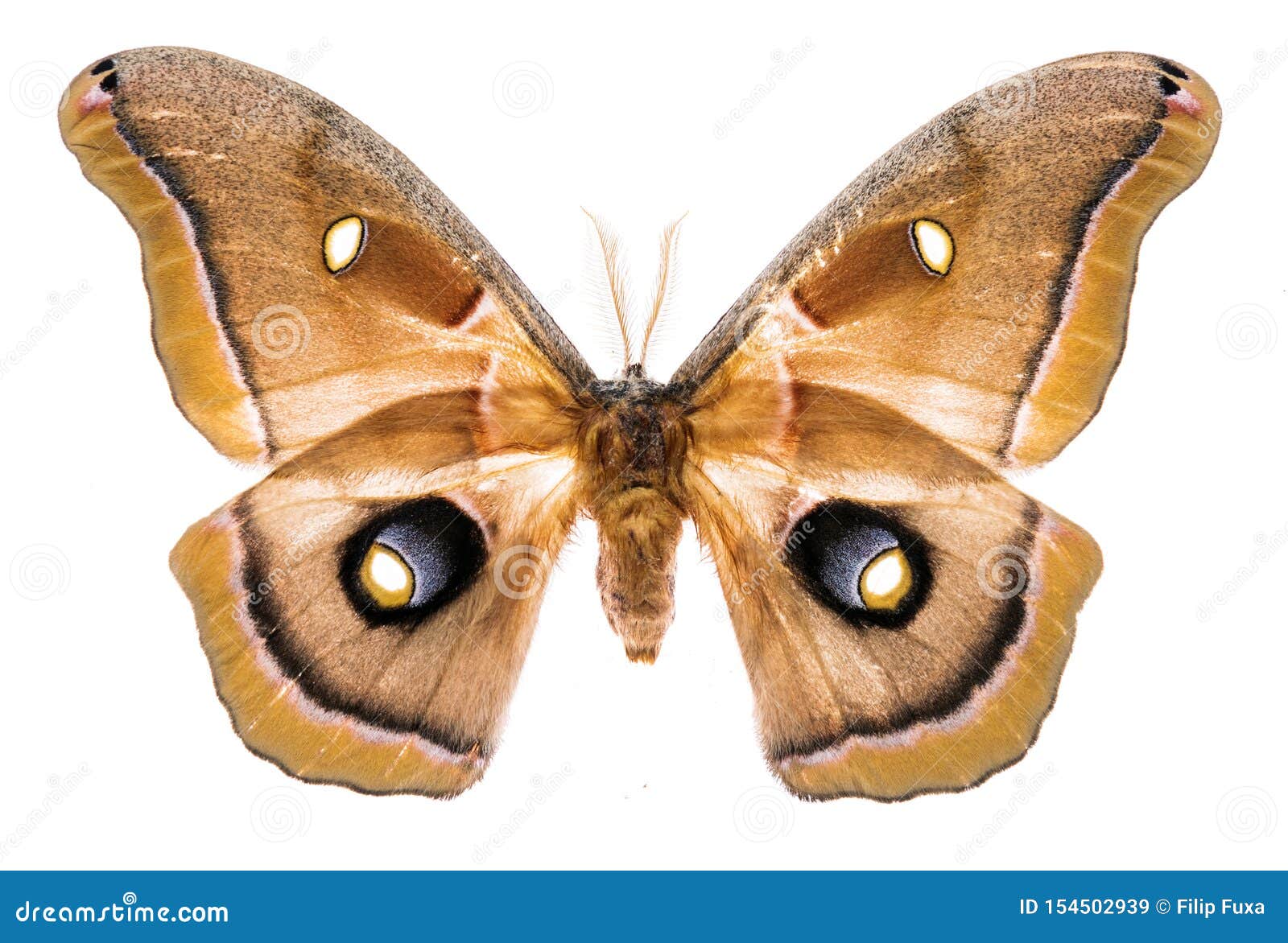 Moth Isolated On Black Background. Generative AI Clipart Stock Image ...