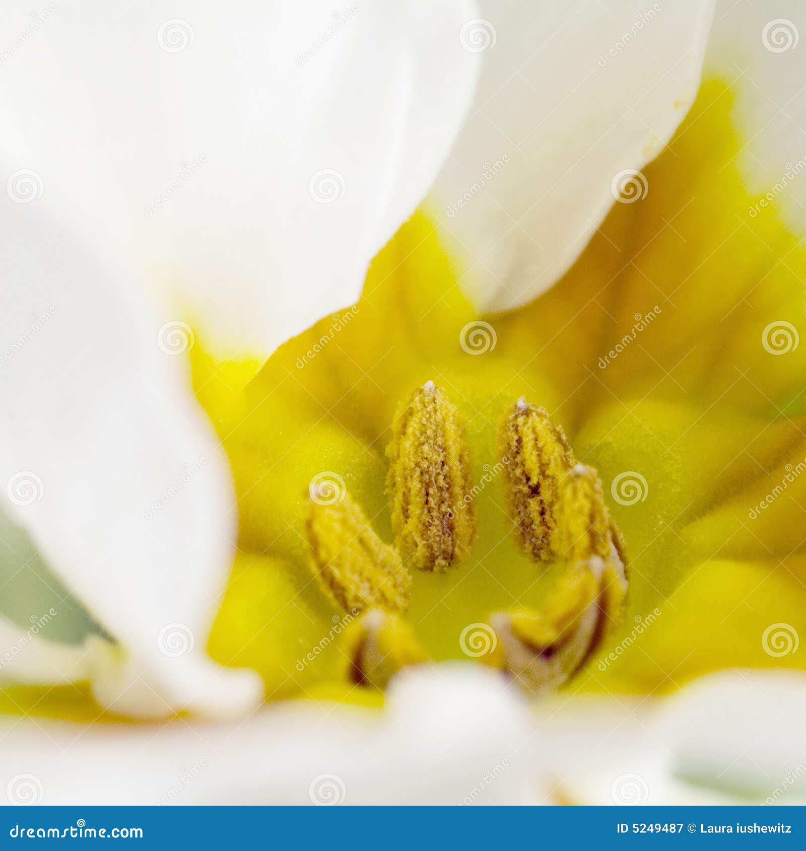 Anthers Primrose Primula Sq Stock Image - Image of bloom, blooming: 5249487