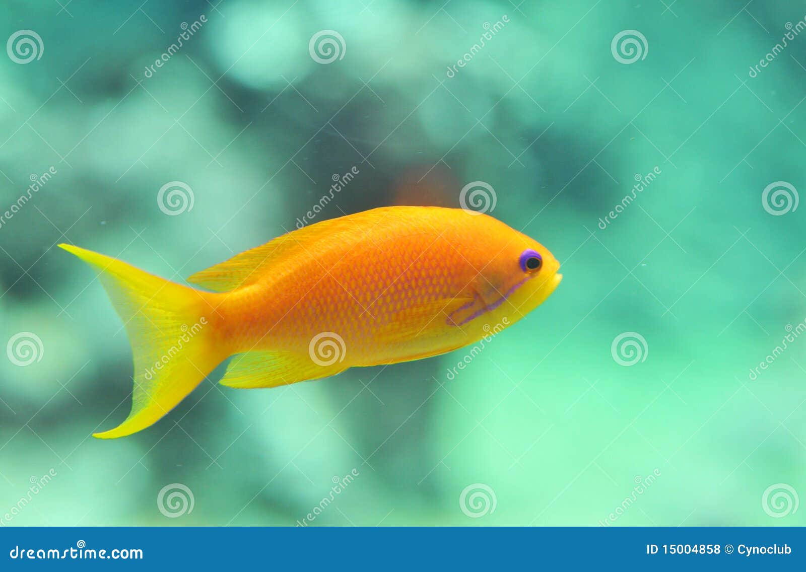 Orange Anthias Fish In Crinoids, Balicasag Island, Bohol Philippines ...