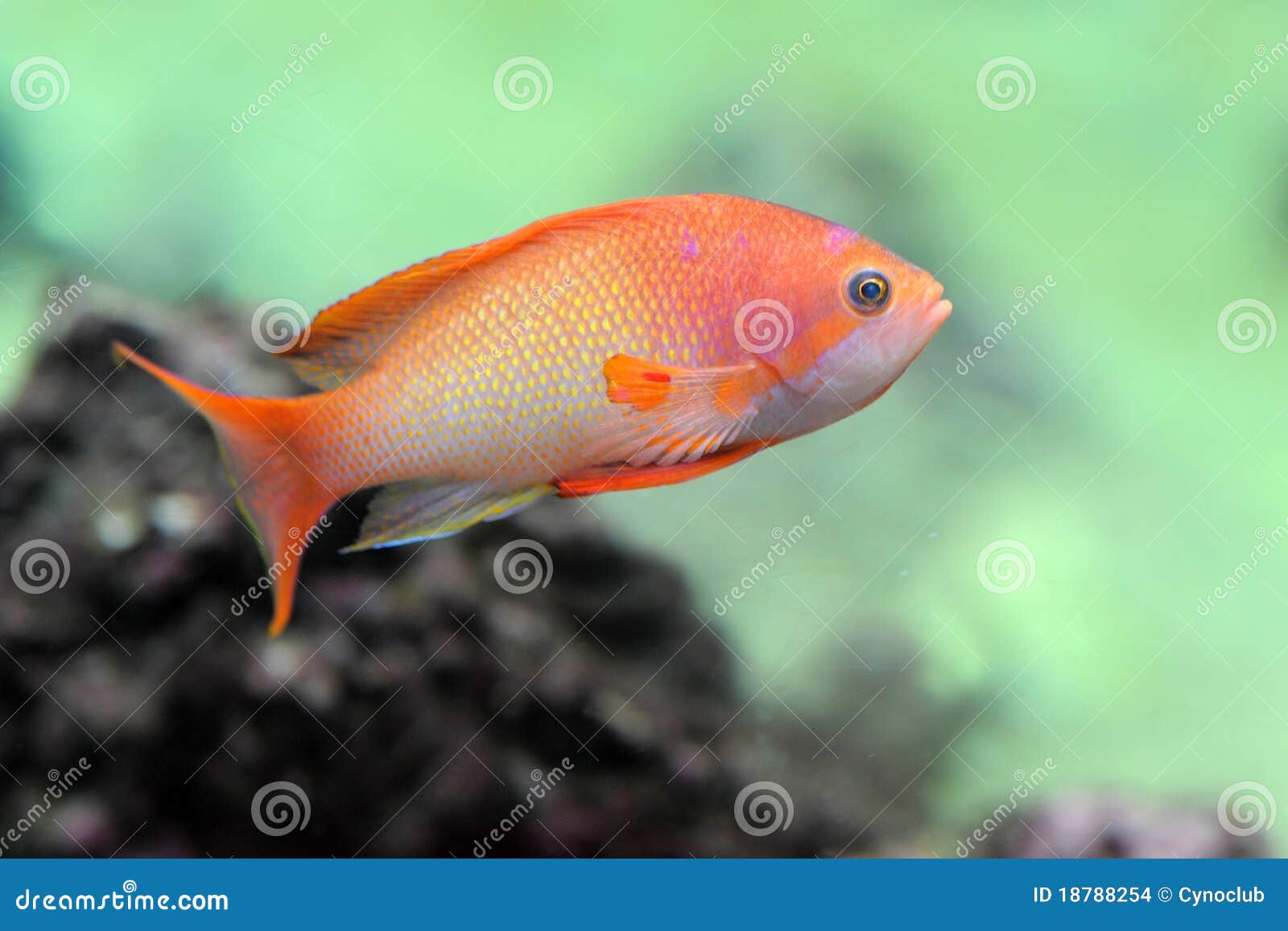 Orange Anthias Fish In Crinoids, Balicasag Island, Bohol Philippines ...
