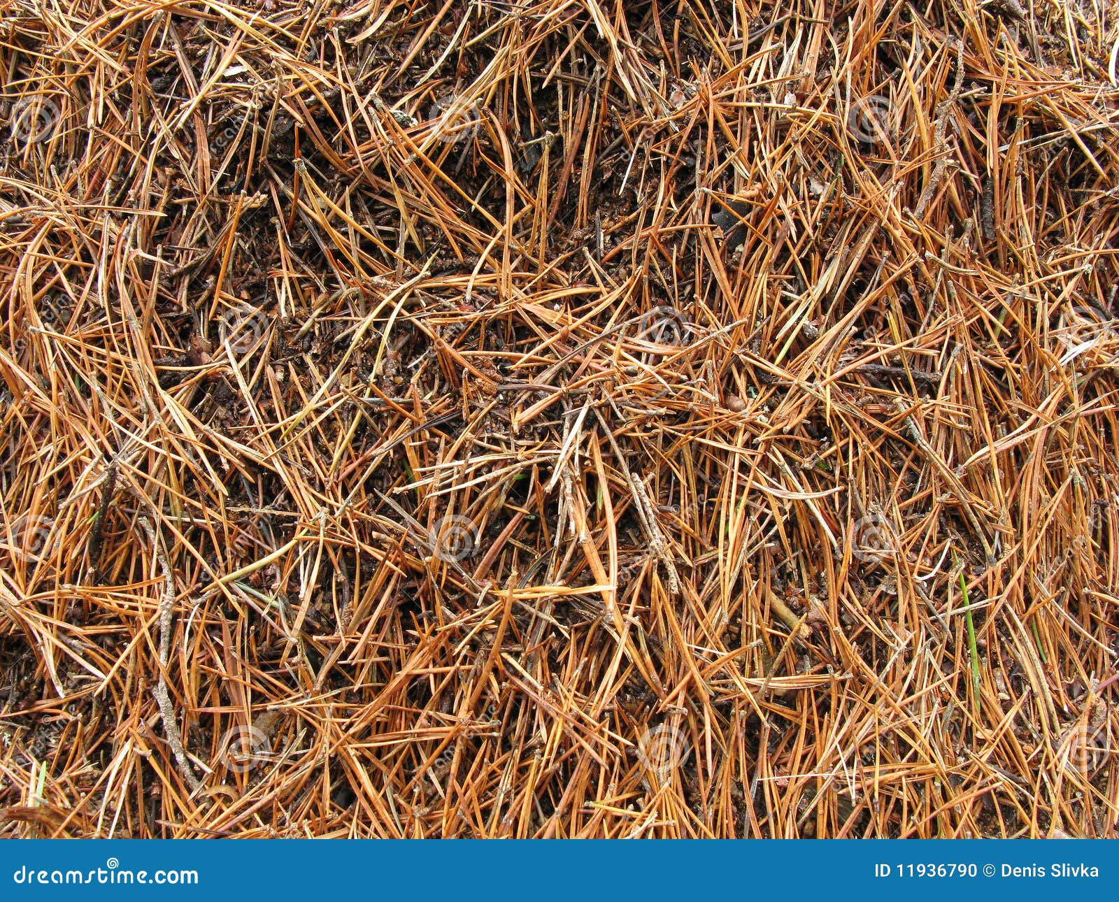 Anthill stock photo. Image of nature, background, anthill - 11936790